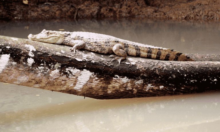 A Guide to the Wildlife of the Guanacaste Region Highlights